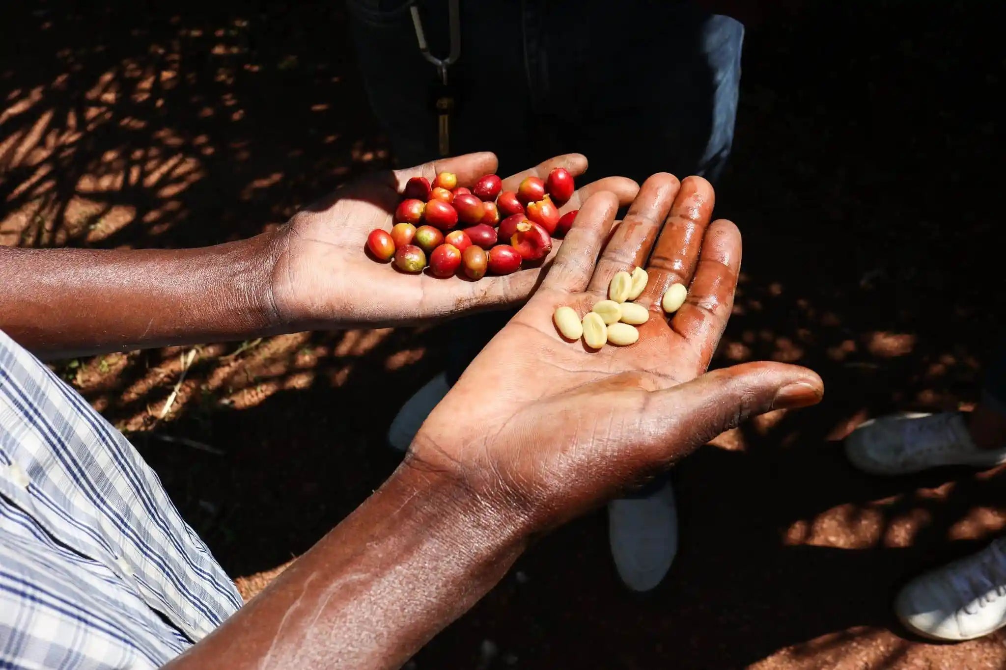 Washed VS Natural Coffee. – Redbrick Coffee